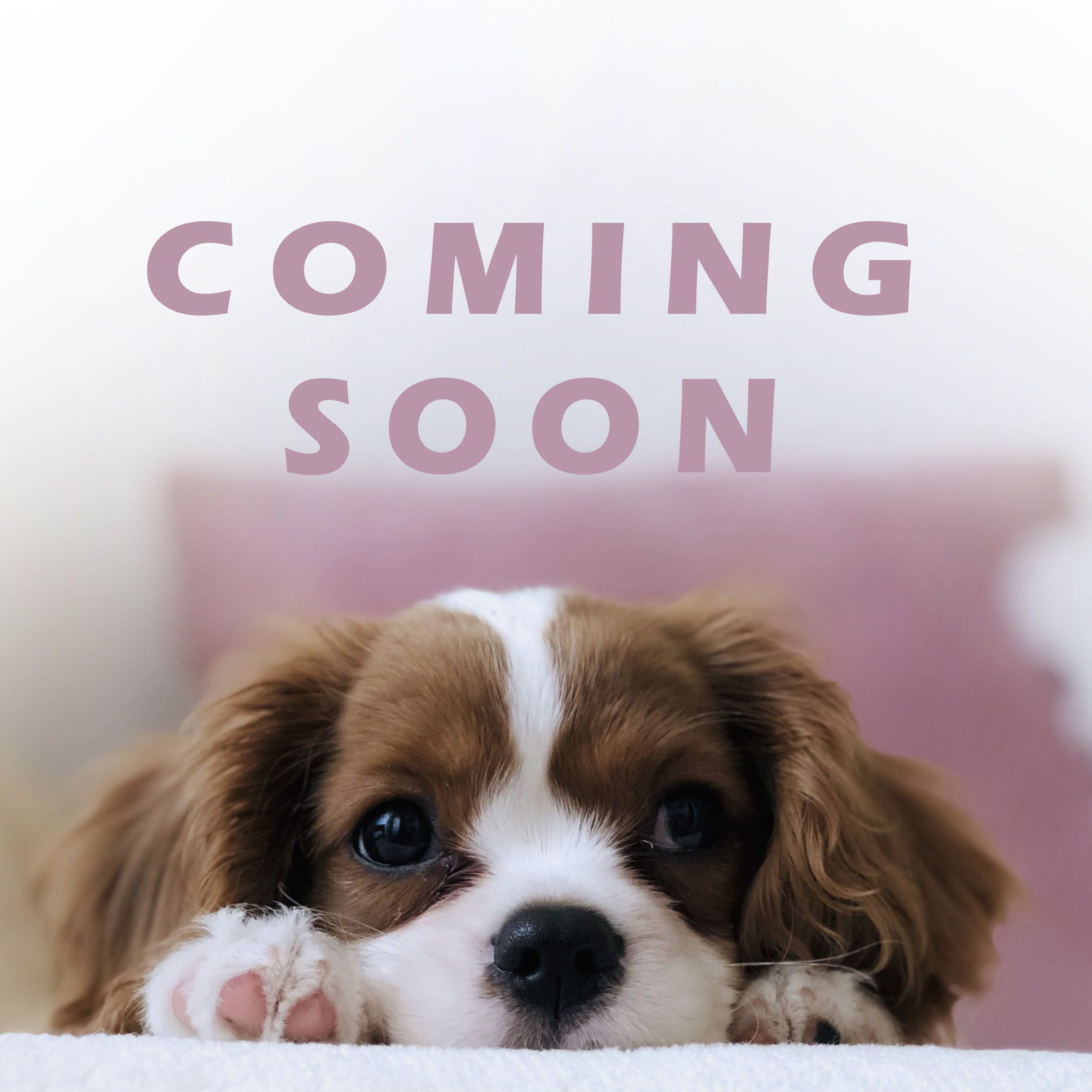 Can Dogs Take Vitamin B6